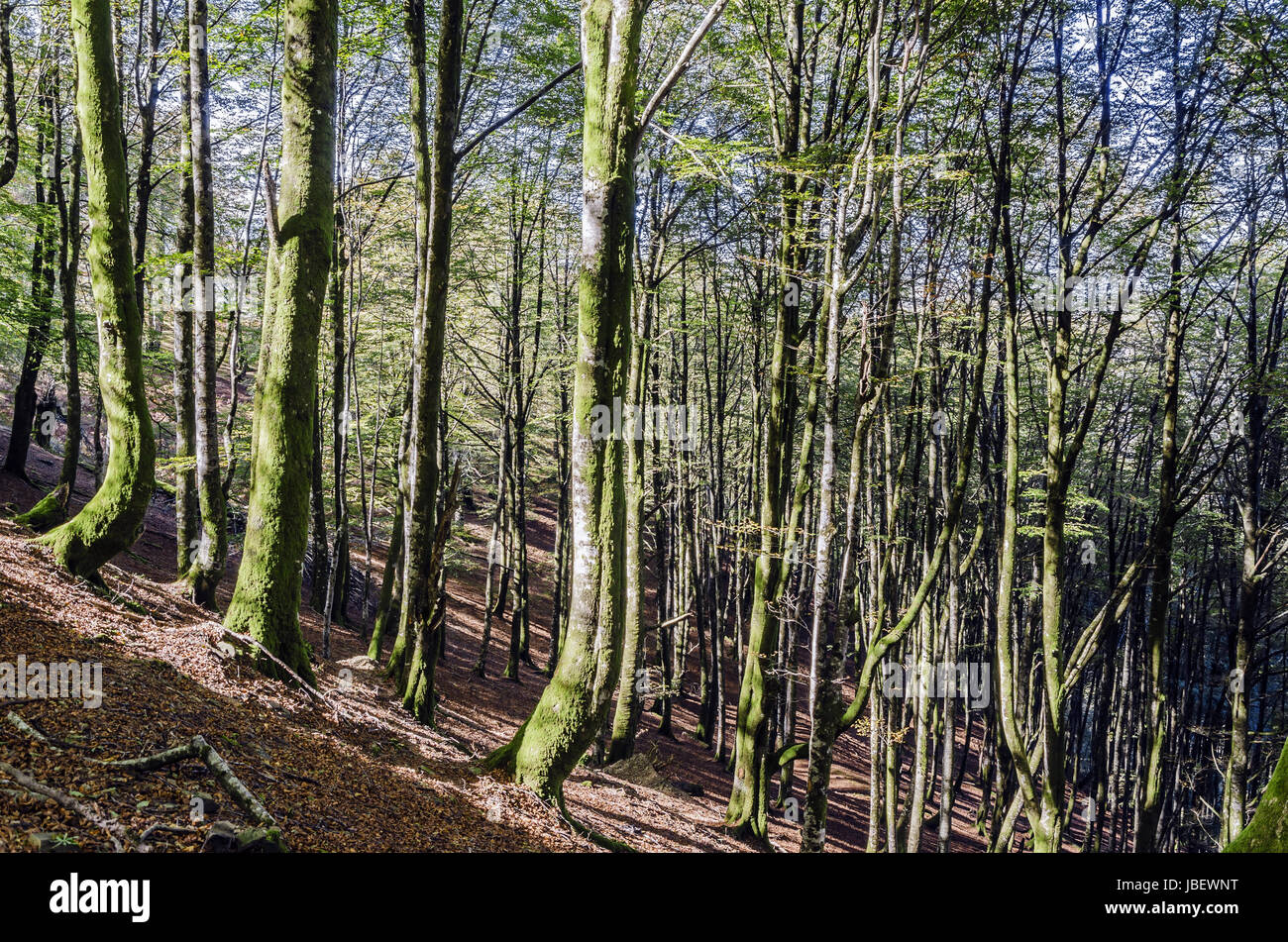 Beautiful picture inside the forest with great trees details, colors ...