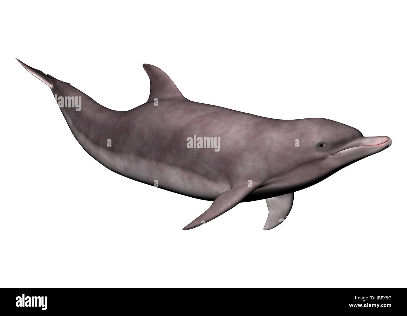 3D digital render of a dolphin isolated on white background Stock Photo ...