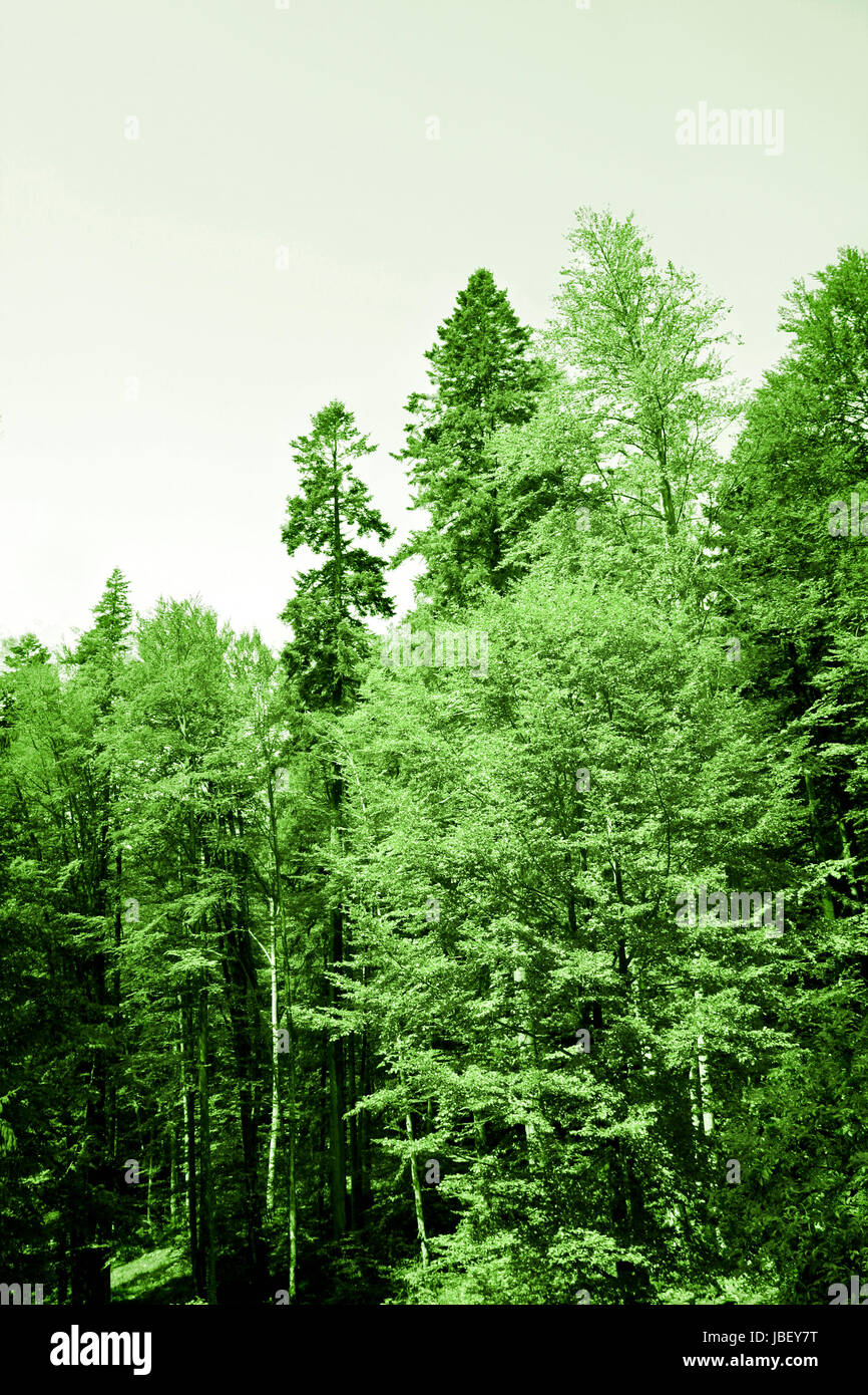 Landscape with tall green treees Stock Photo - Alamy