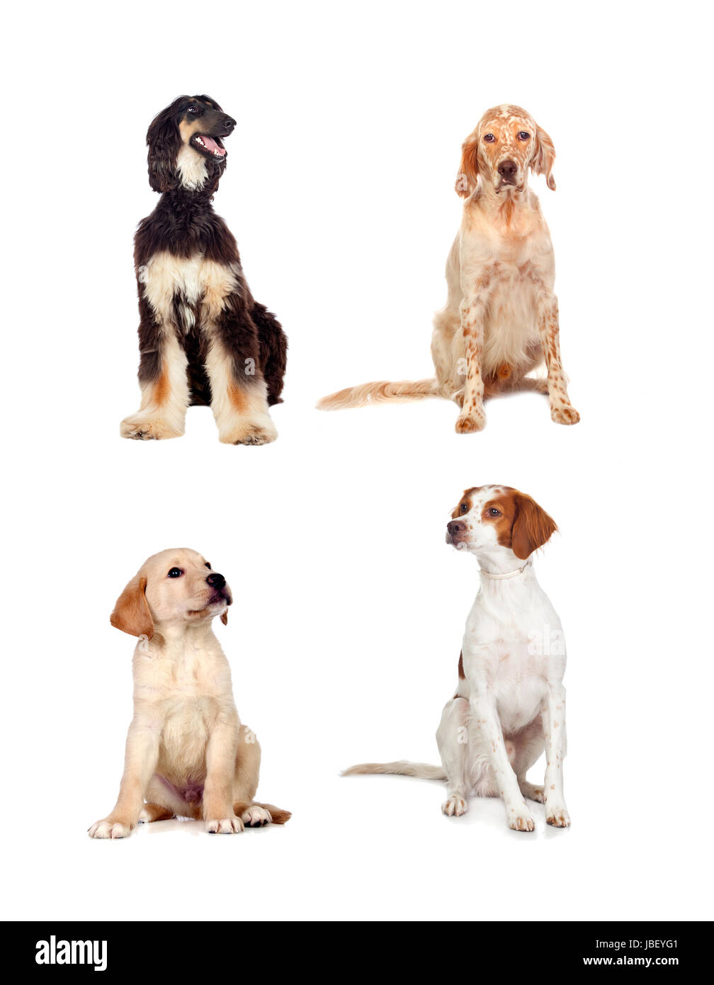 Four dogs of different races sitting isolated on white background Stock ...