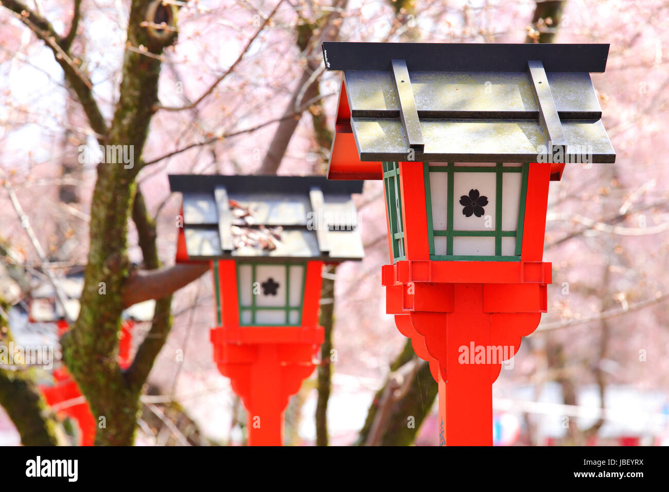 Red lantern with sakura tree in japanese temple Stock Photo - Alamy