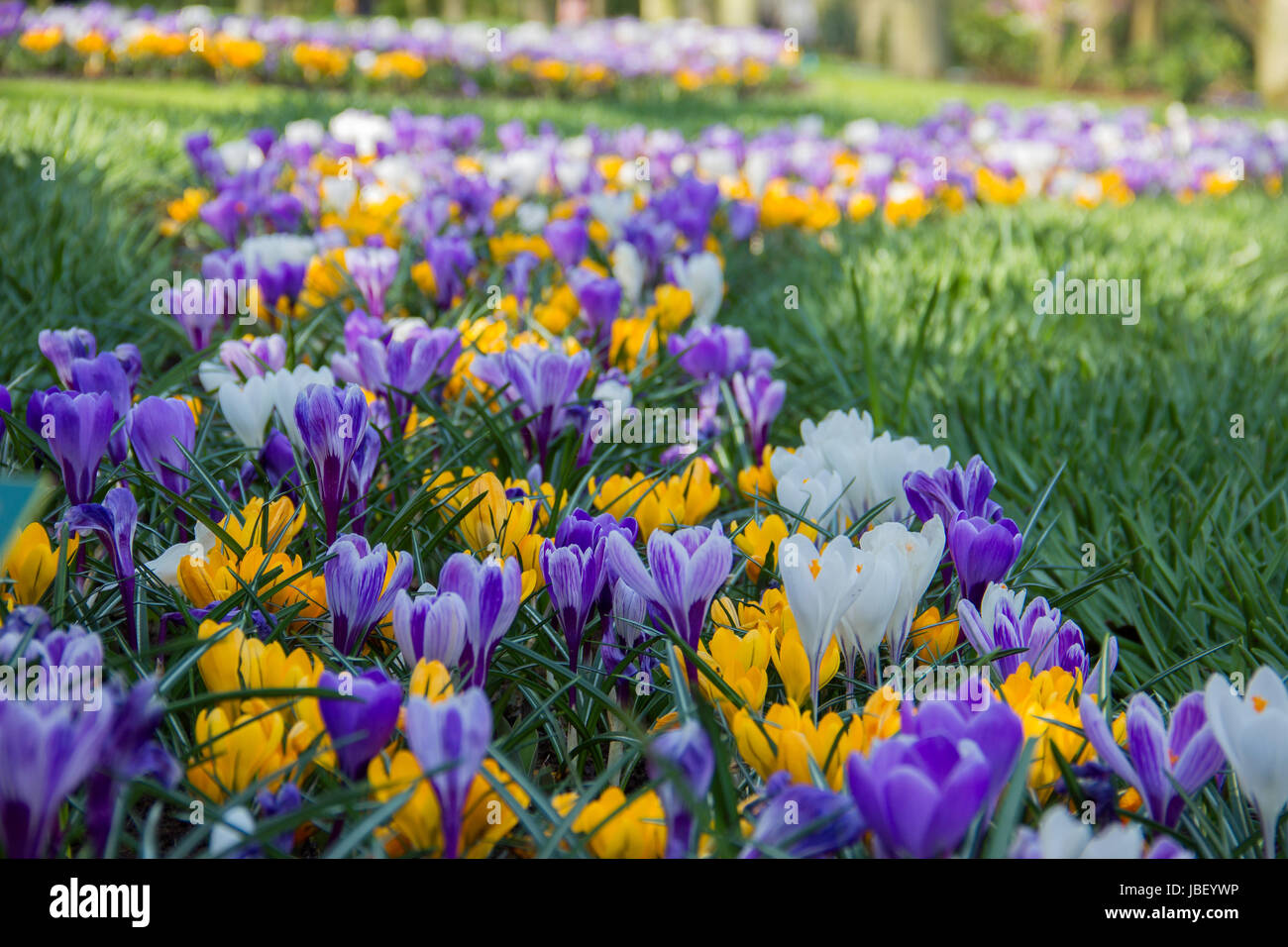 crocuses on the meadow Stock Photo - Alamy