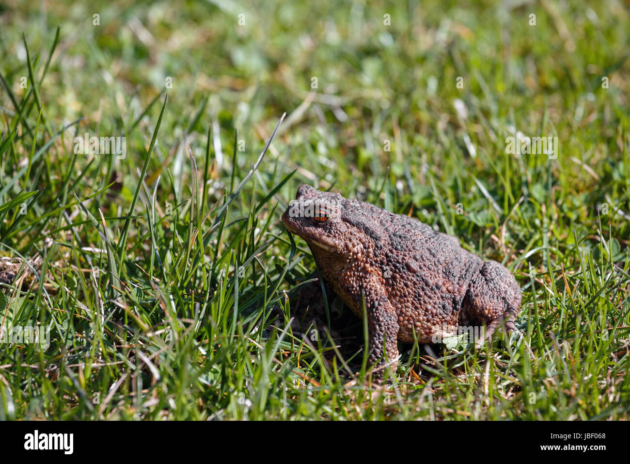 brown female toad in the sunny spring garden, czech republic Stock ...