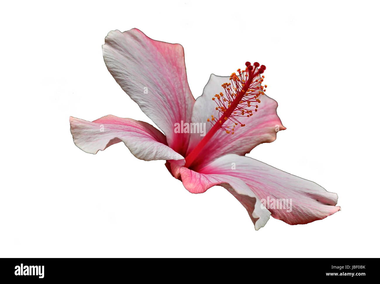 Hibiscus flower pattern Cut Out Stock Images & Pictures - Alamy