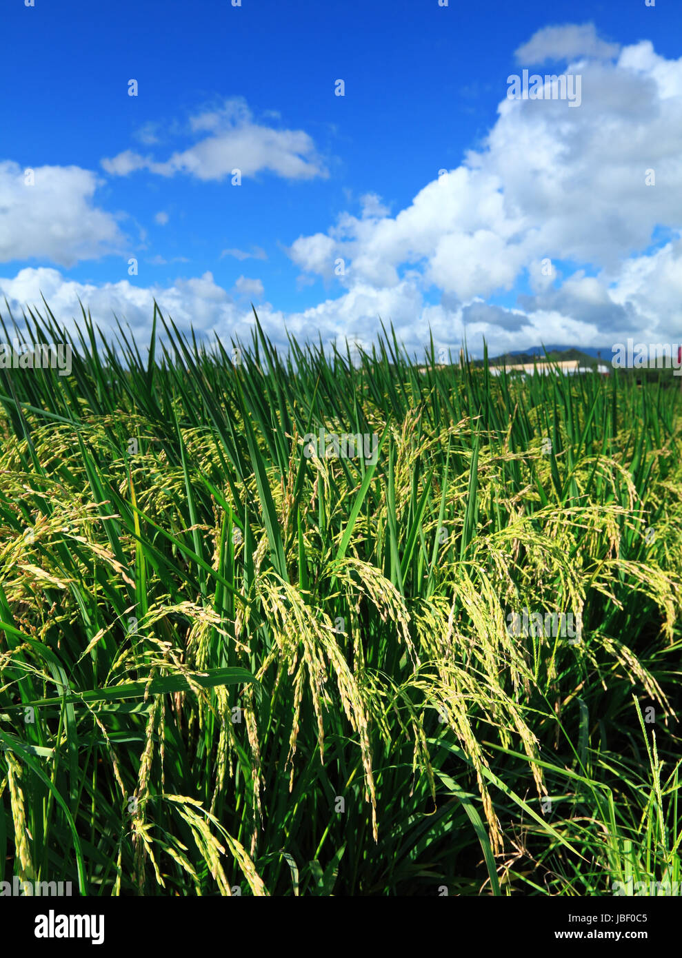 Paddy rice field Stock Photo - Alamy