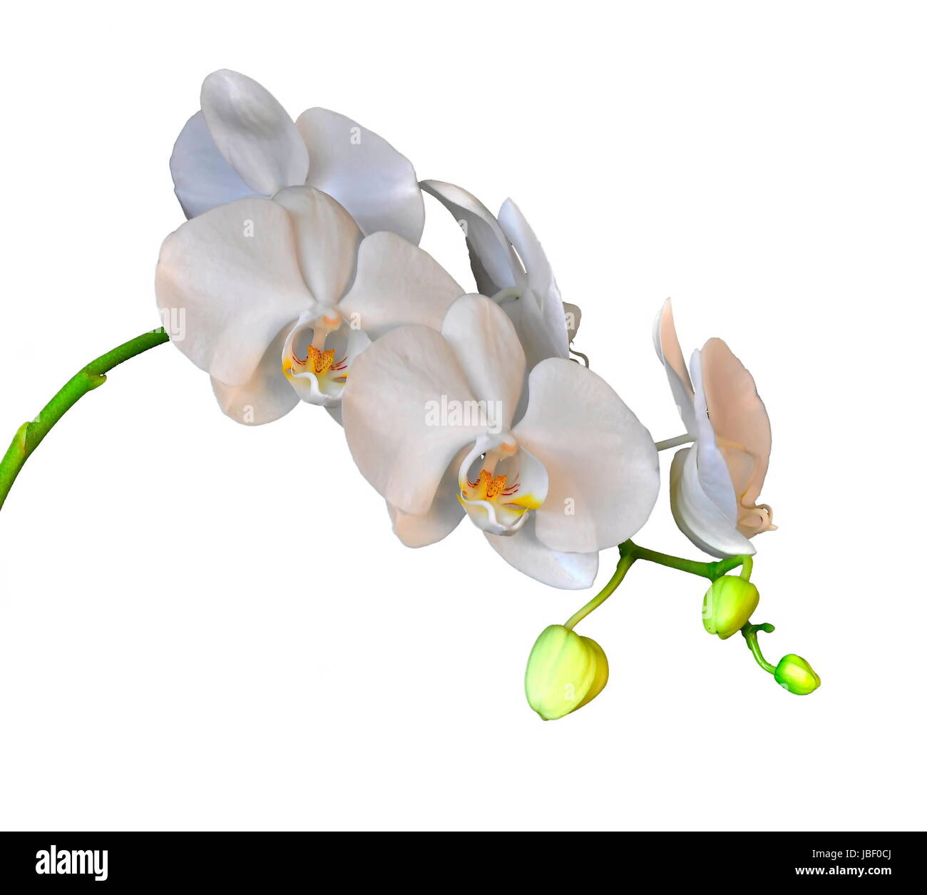Orchid ecology Cut Out Stock Images & Pictures - Alamy