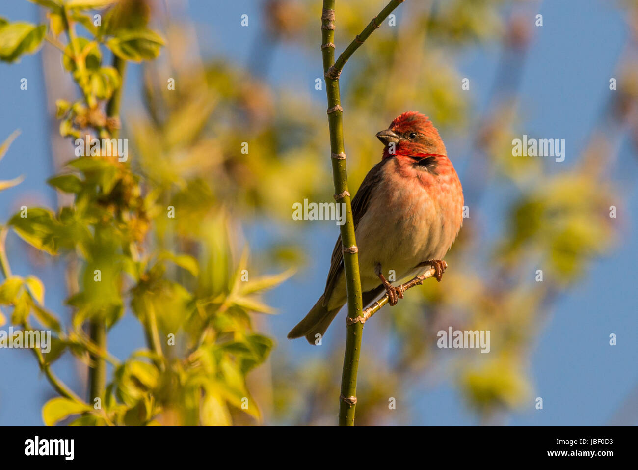 Male common rosefinch hi-res stock photography and images - Alamy