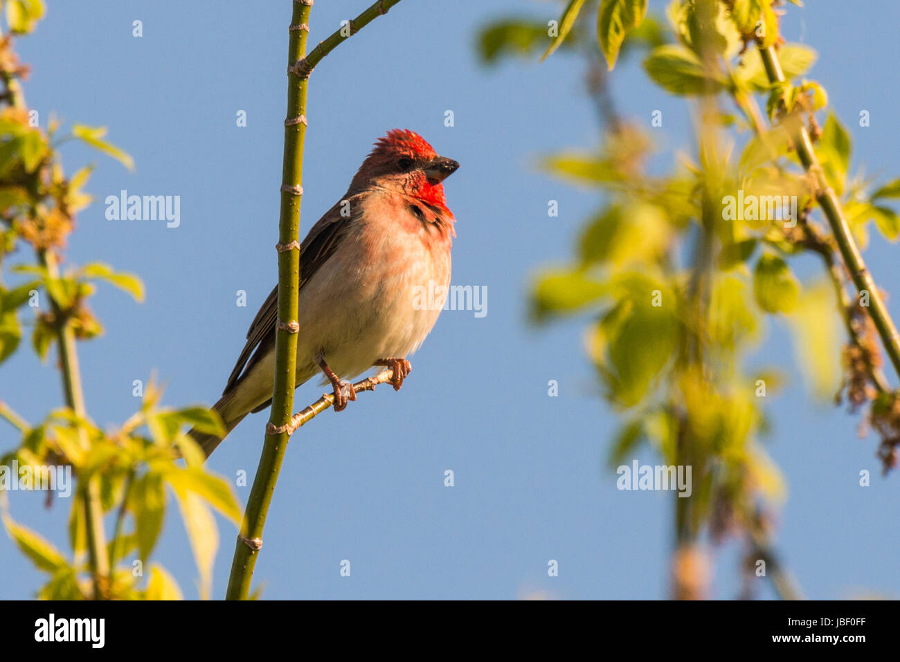 male of common rosefinch Carpodacus erythrinus or scarlet rosefinch ...