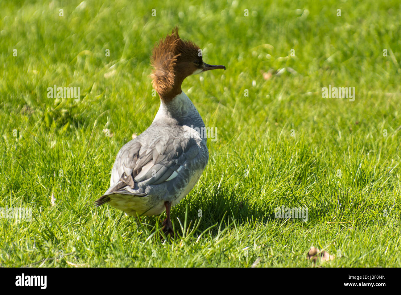 Goosander couple hi-res stock photography and images - Alamy