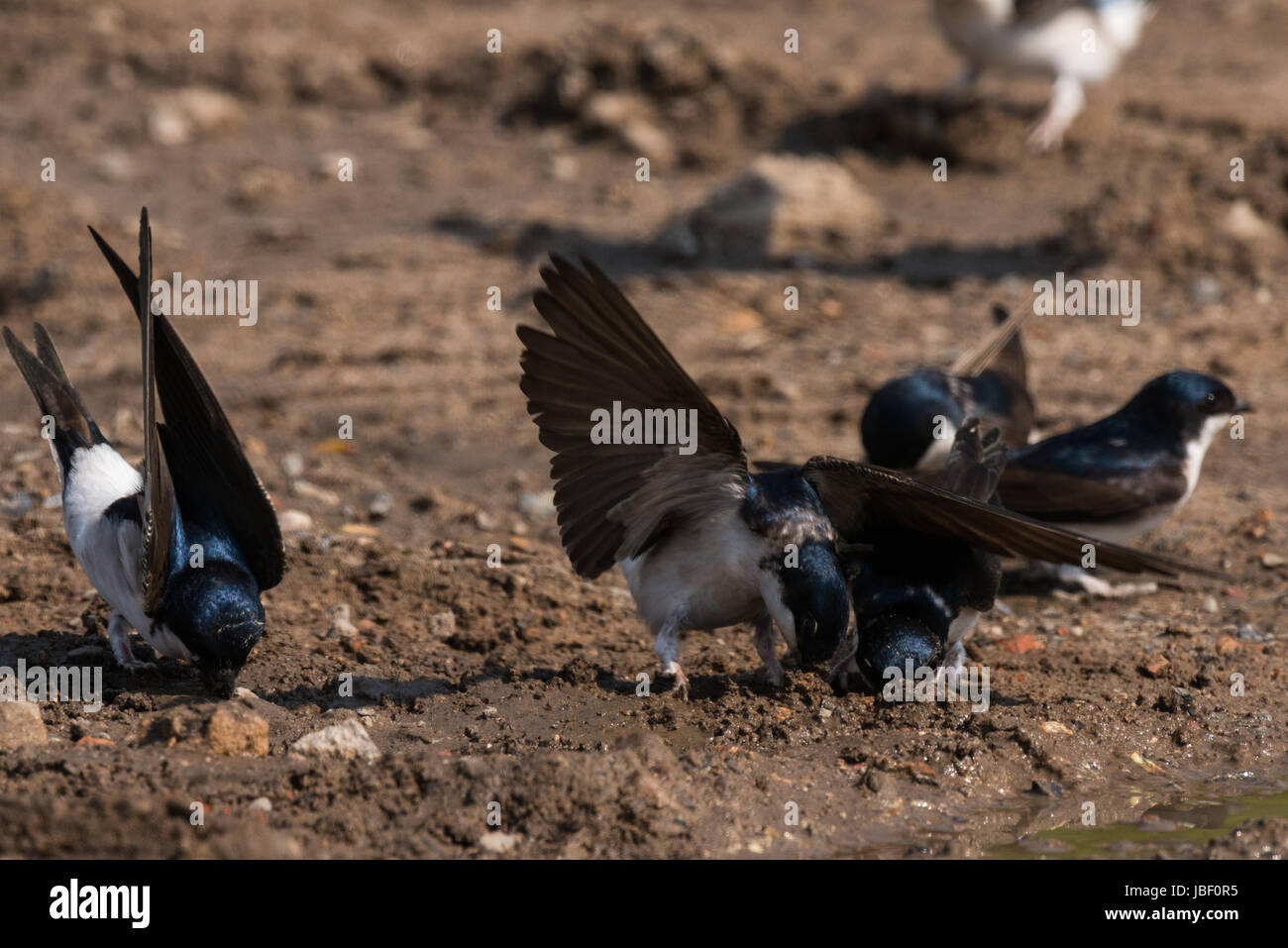 Common house martin in nest building Delichon urbicum Stock Photo - Alamy