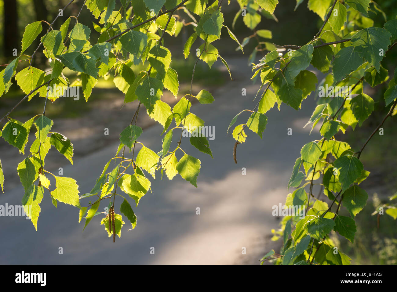 Birch tree with lush leaves hi-res stock photography and images - Alamy