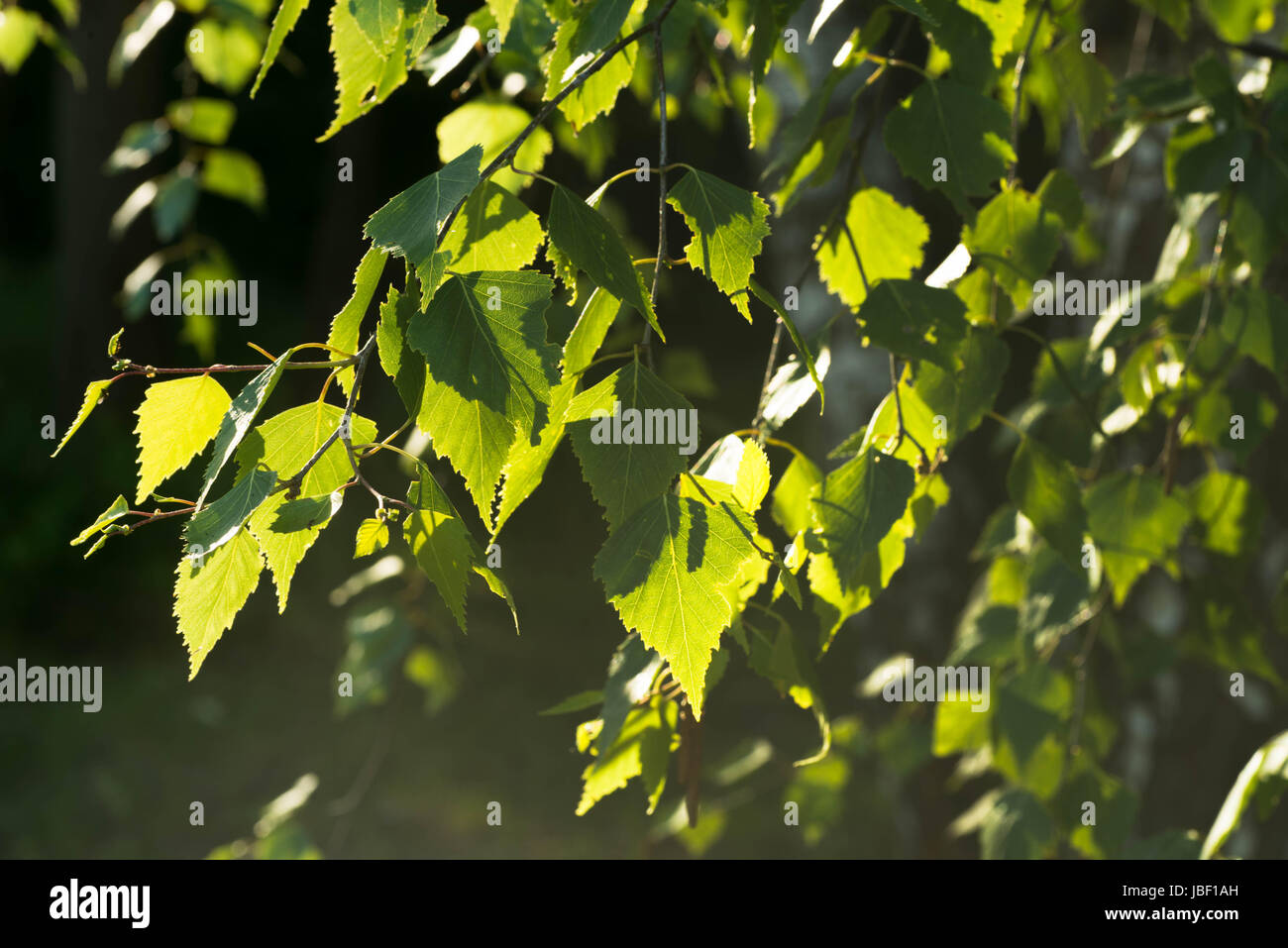 Birch tree and her branches hi-res stock photography and images - Alamy
