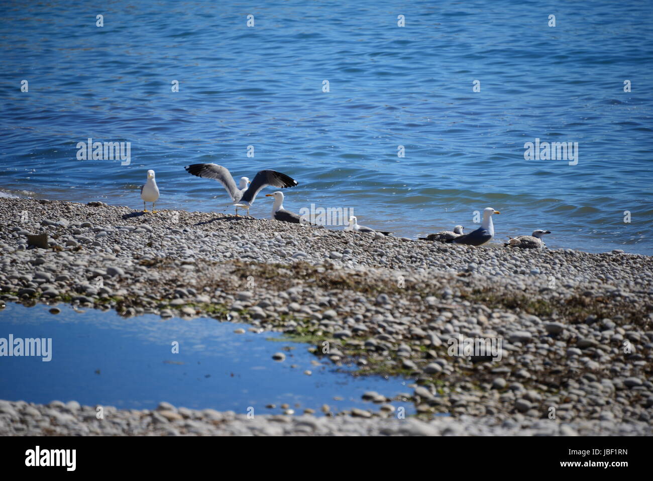 gulls on the beach - spain Stock Photo - Alamy