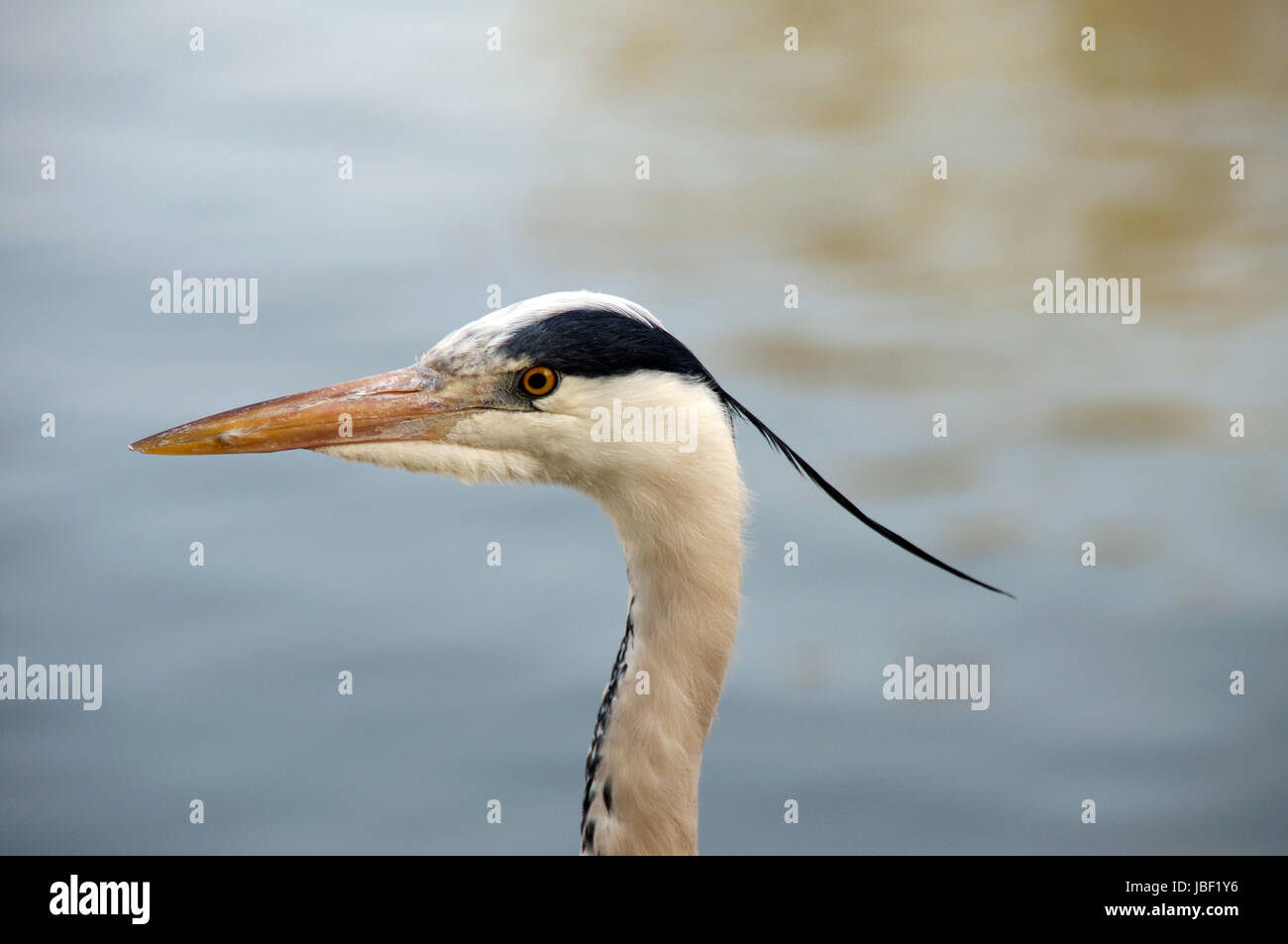 Ein stolzer Graureiher - Fischreiher - im Profil. Der aufmerksame Vogel ...