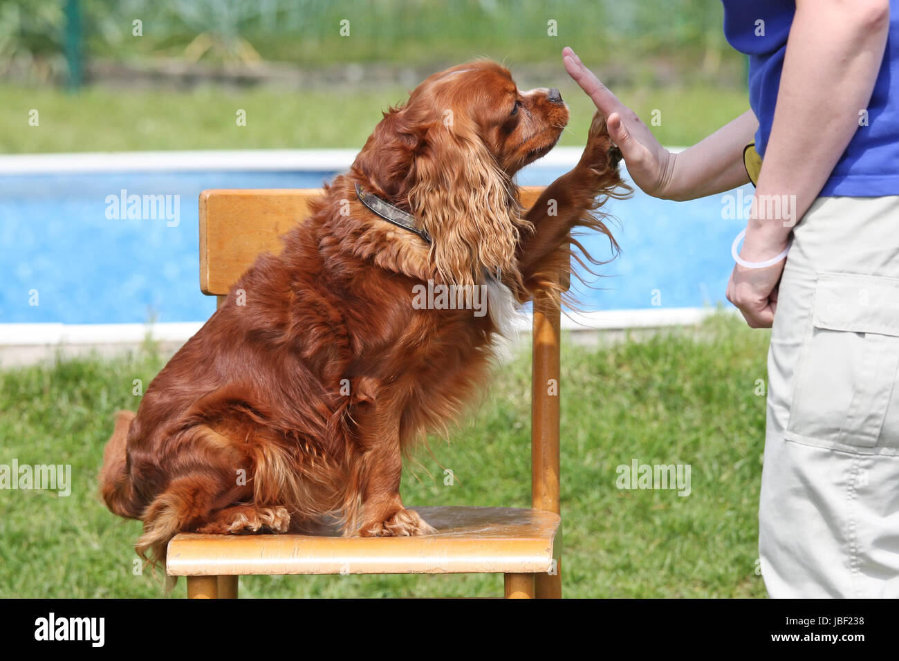 Cavalier King Charles Spaniel is sitting on a chair and slapping a paw ...