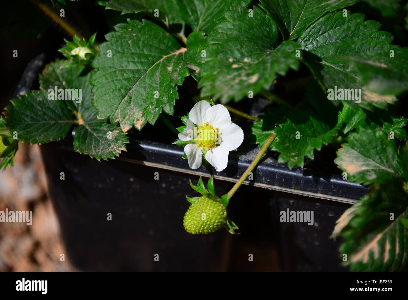 Rosengewächse rosaceae hi-res stock photography and images - Alamy