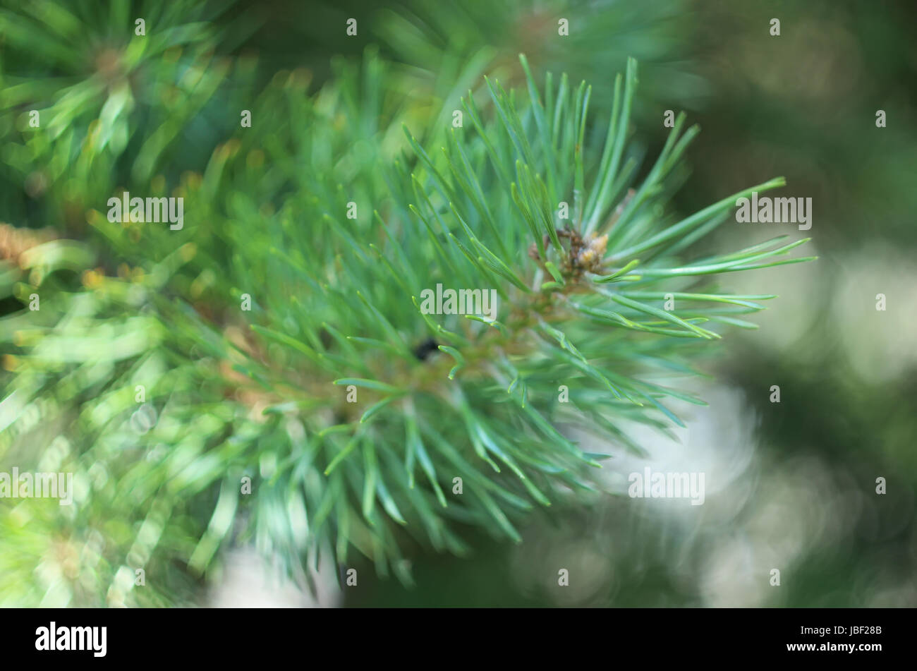 Pine tree close-up Stock Photo - Alamy