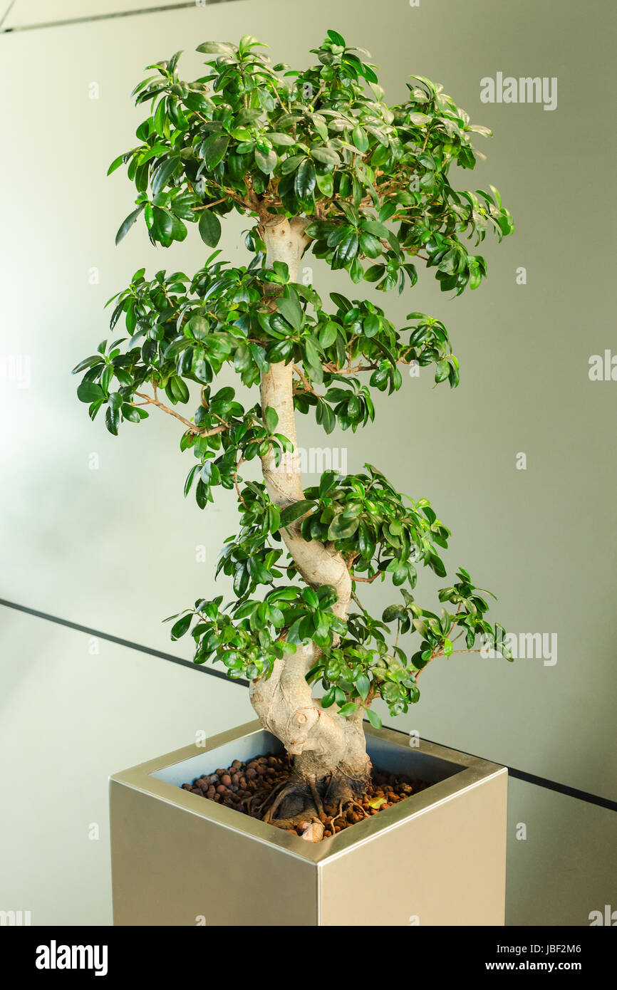Miniature ficus tree - bonsai Japanese traditional art in interior of ...
