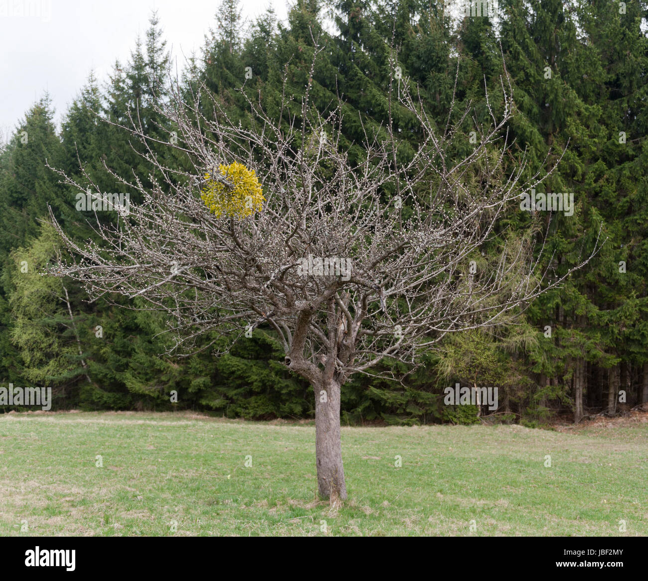 Tree possessed by parasite plant Stock Photo - Alamy