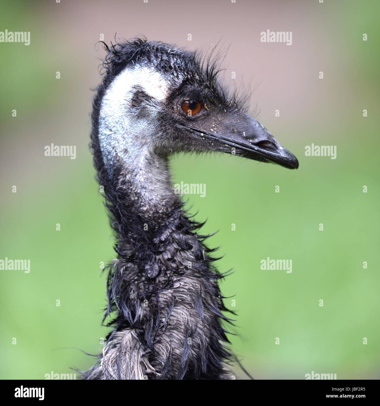 A close up shot of an Australian Emu Stock Photo - Alamy