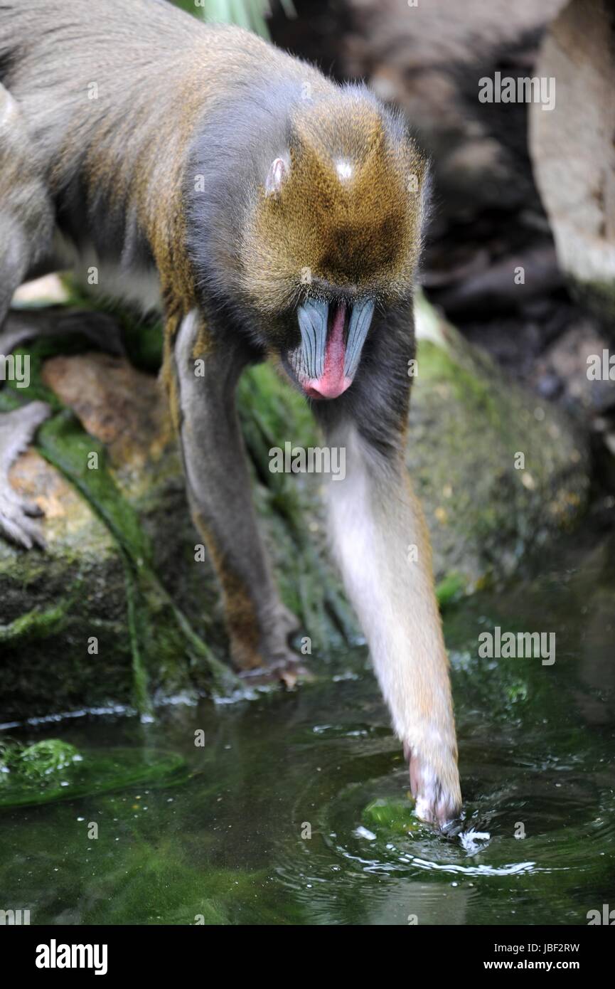 A wildlife shot of a mandrill in captivity Stock Photo - Alamy