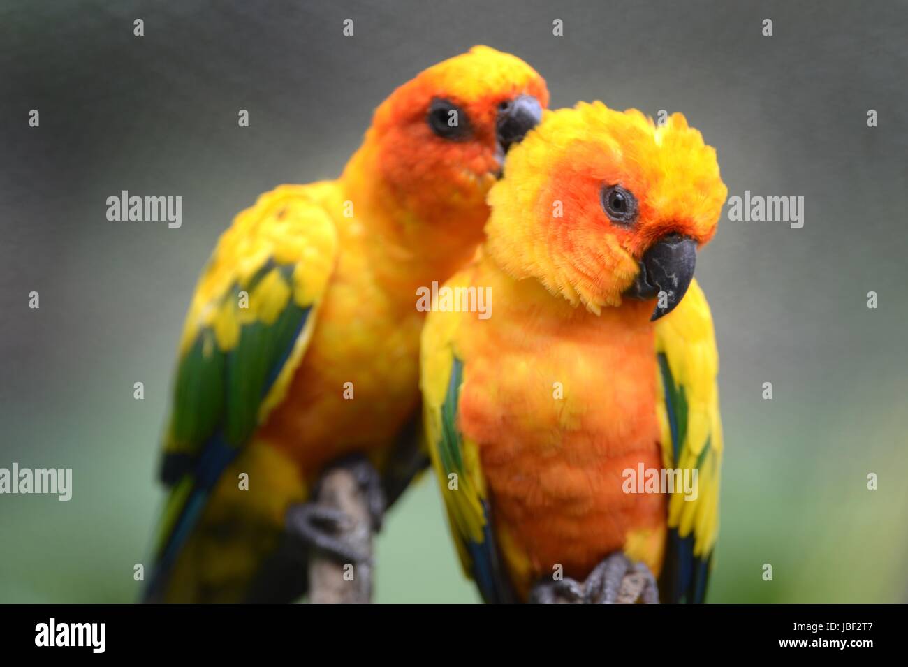 A close up shot of Conures Stock Photo - Alamy