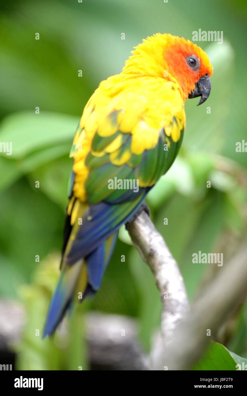 Pet sun conures hi-res stock photography and images - Alamy