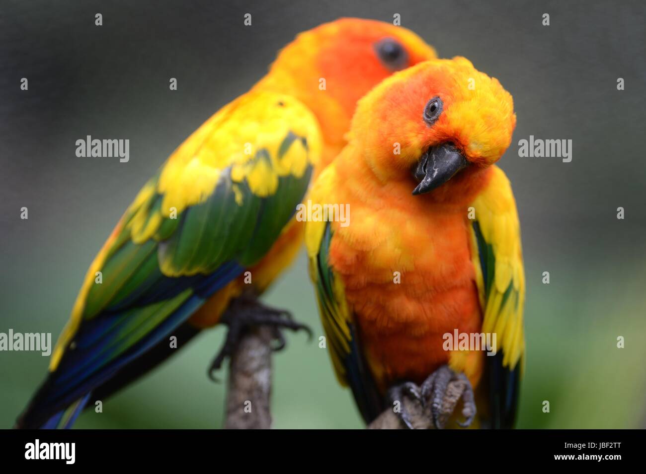 Pet sun conures hi-res stock photography and images - Alamy