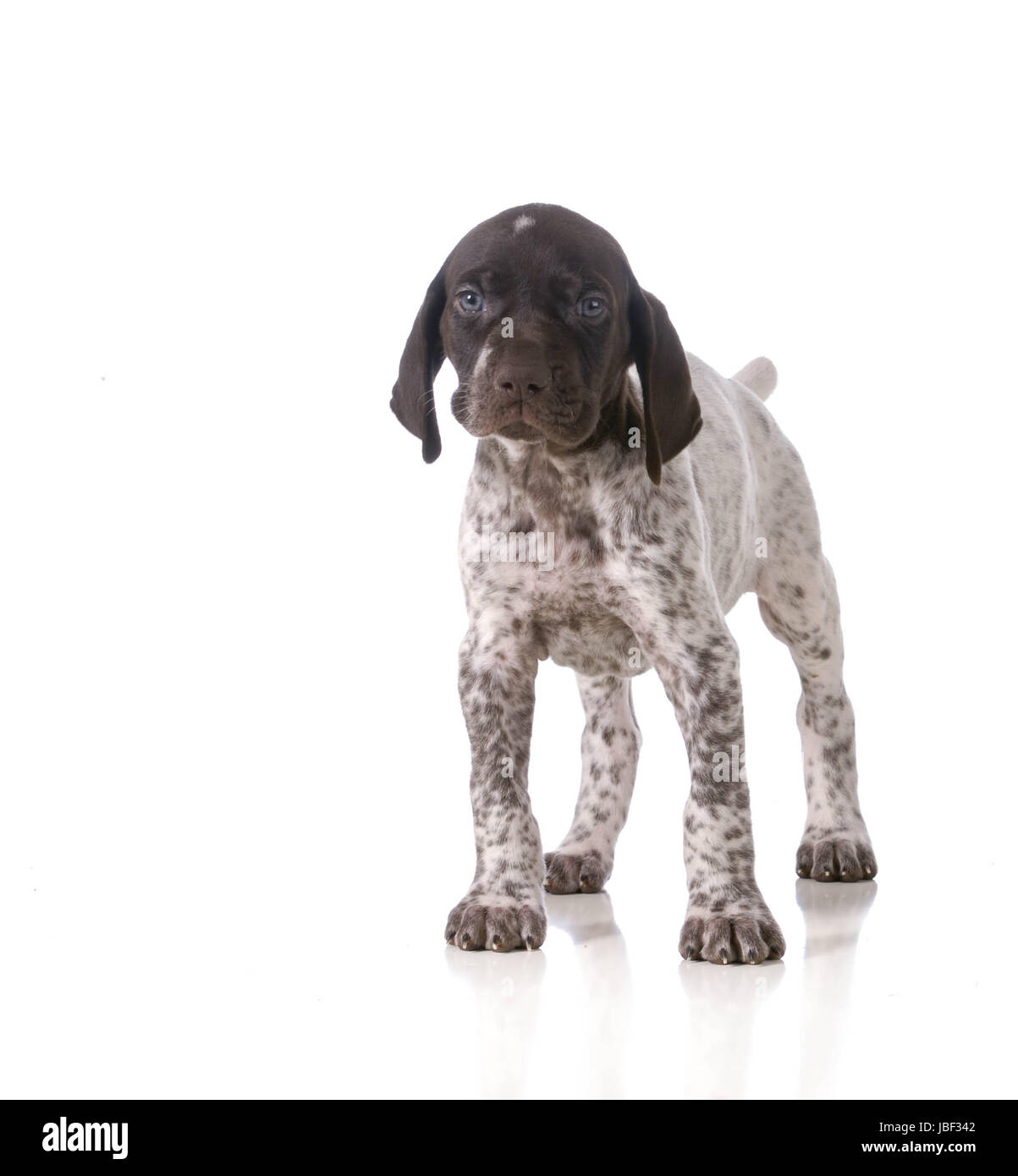 German pointer puppy white background Cut Out Stock Images & Pictures ...