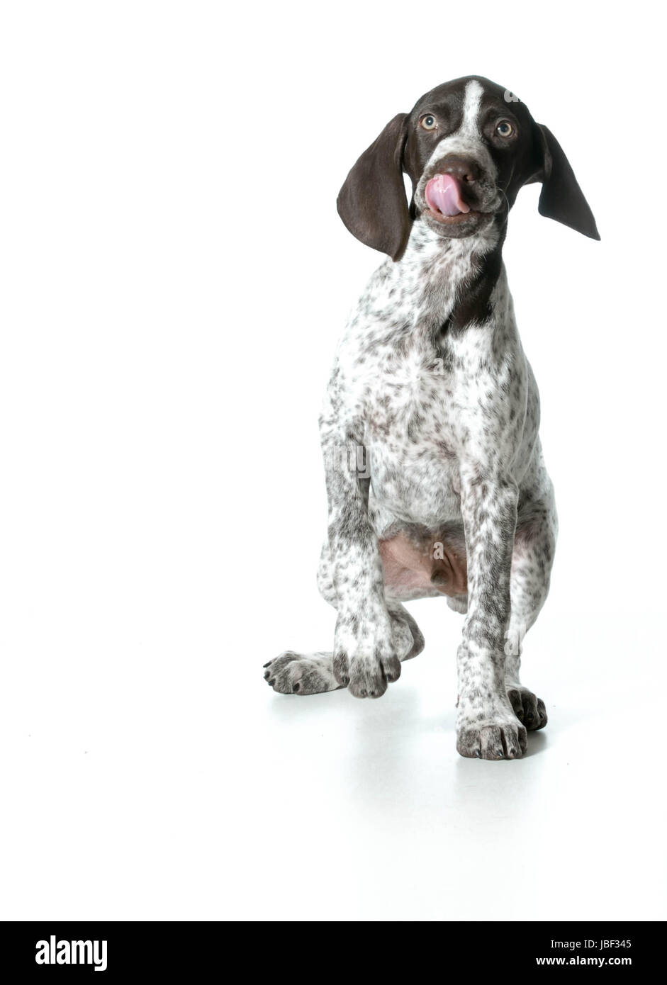 puppy playing - german shorthaired pointer in playful pose isolated on ...