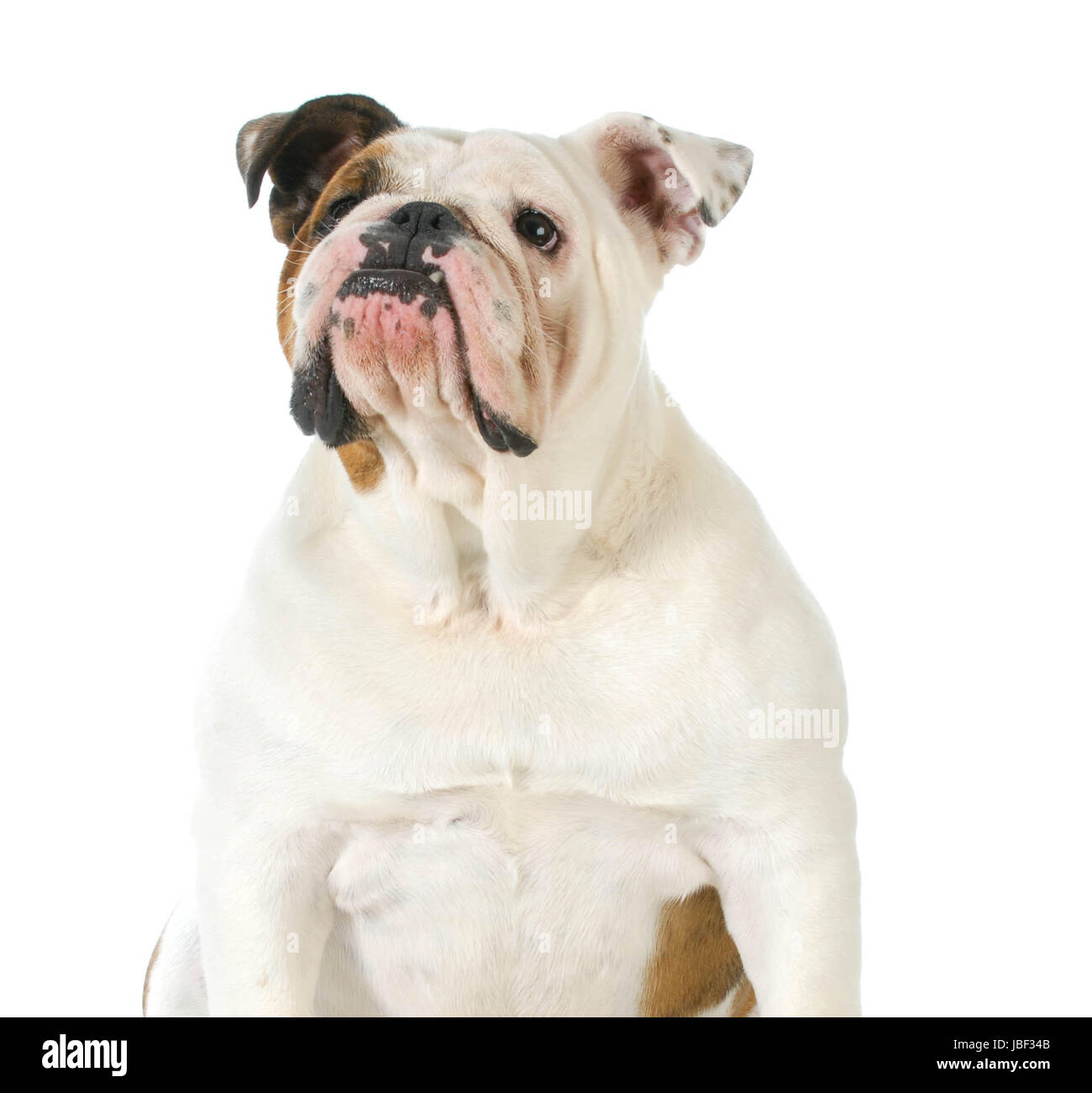 dog looking up - english bulldog looking up isolated on white ...