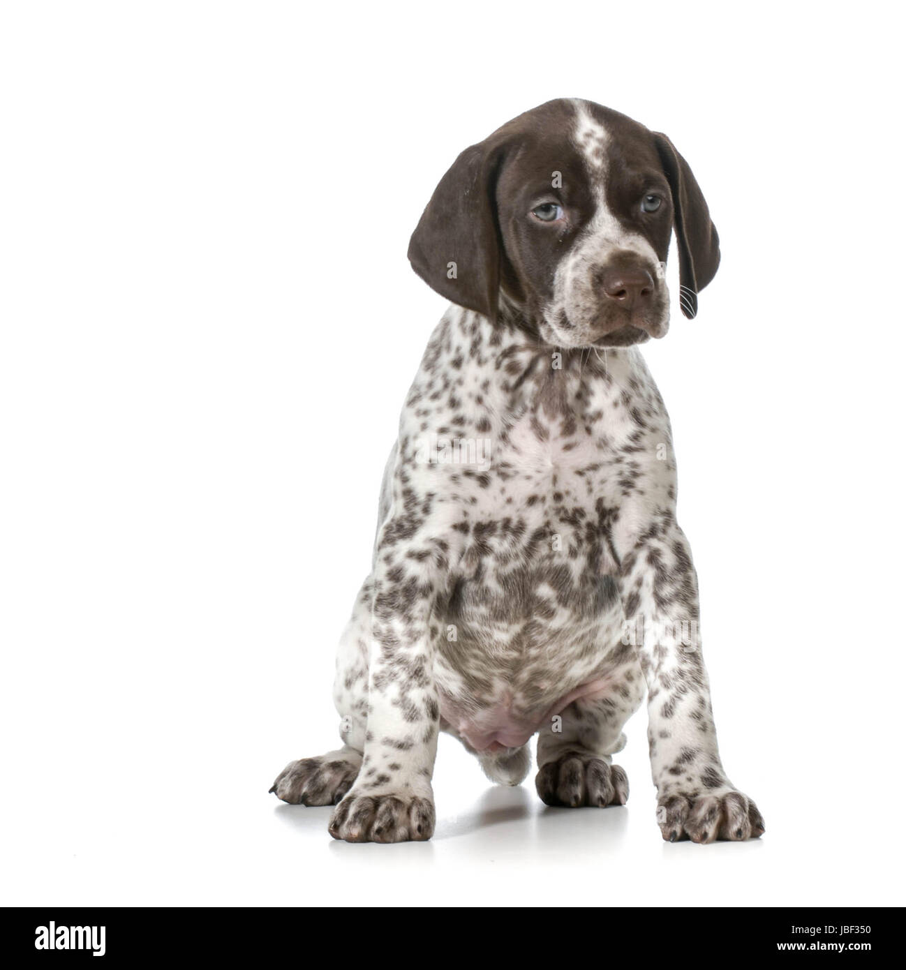 german shorthaired pointer puppy sitting isolated on white background ...