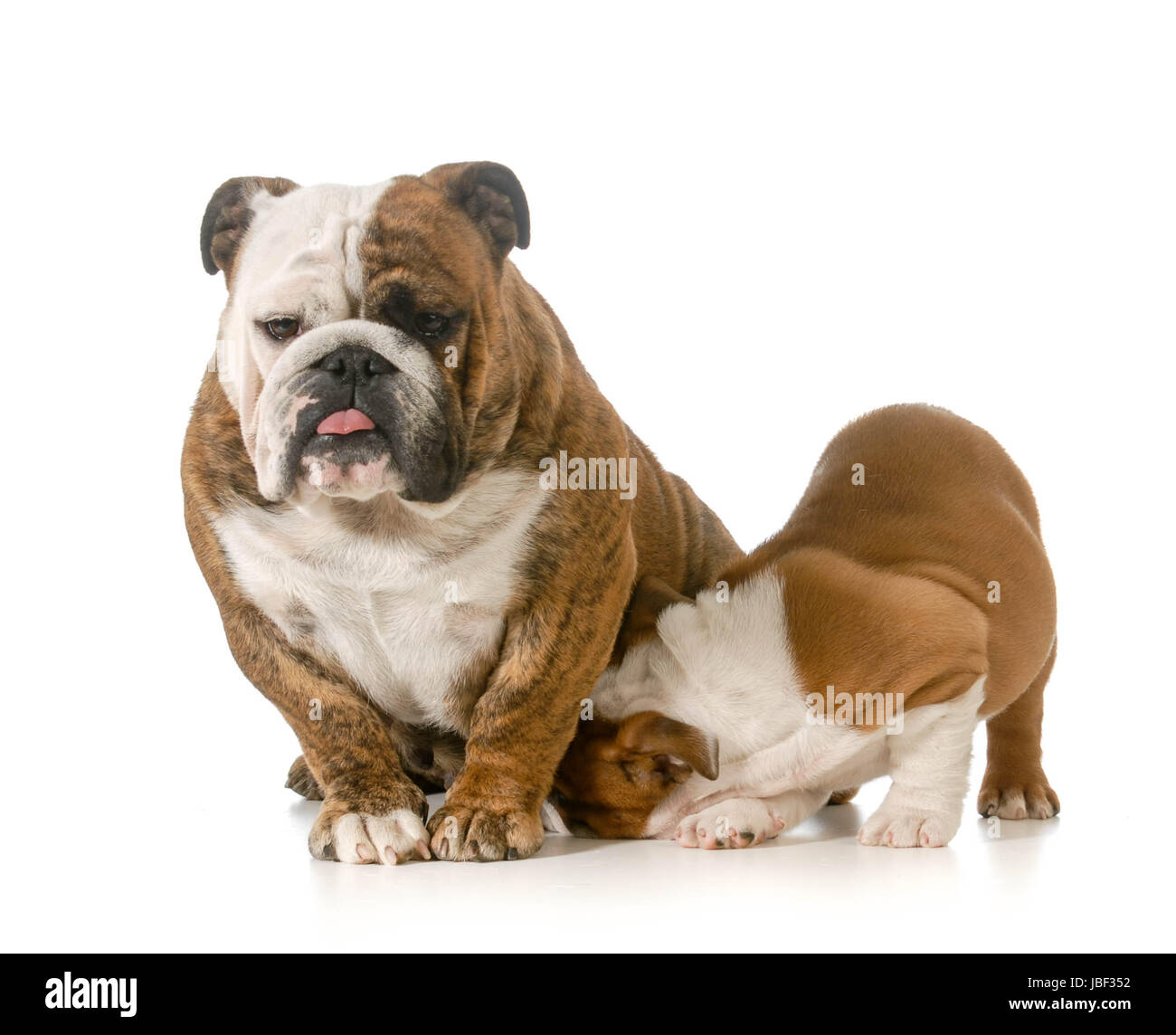Are English Bulldogs Good Emotional
