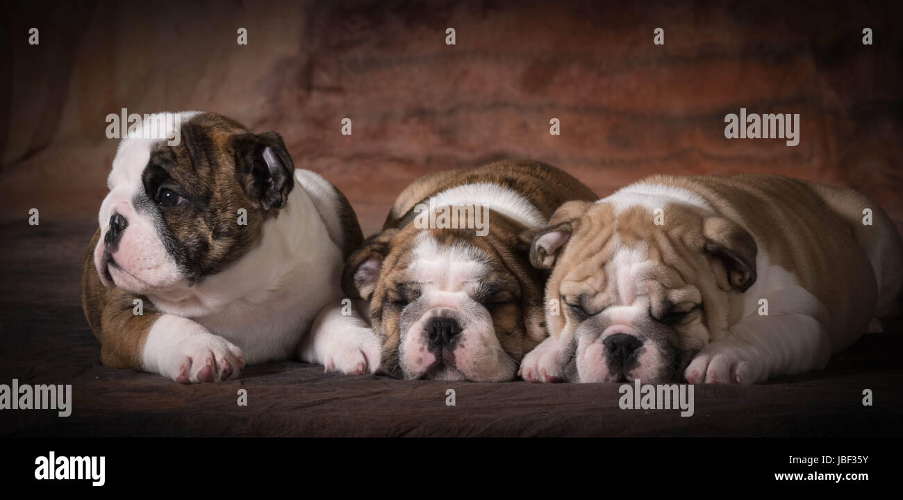 litter of english bulldog puppies - 8 weeks old Stock Photo - Alamy