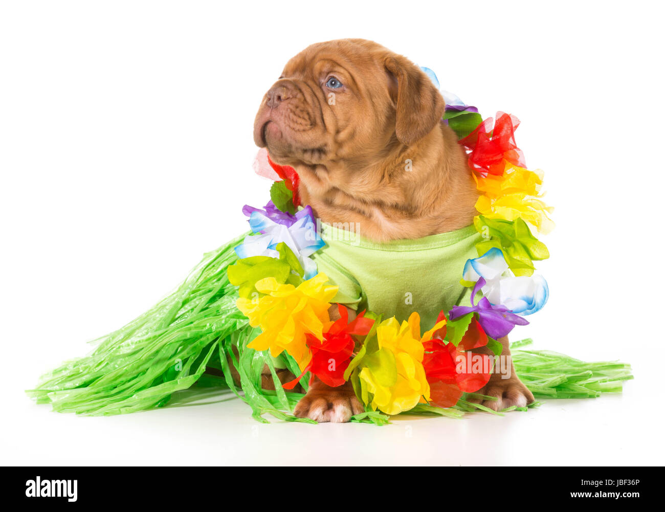 hula dog - dogue de bordeaux wearing grass skirt and lei Stock Photo ...