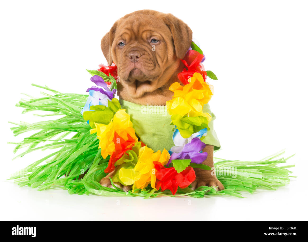 Hula dog hi-res stock photography and images - Alamy