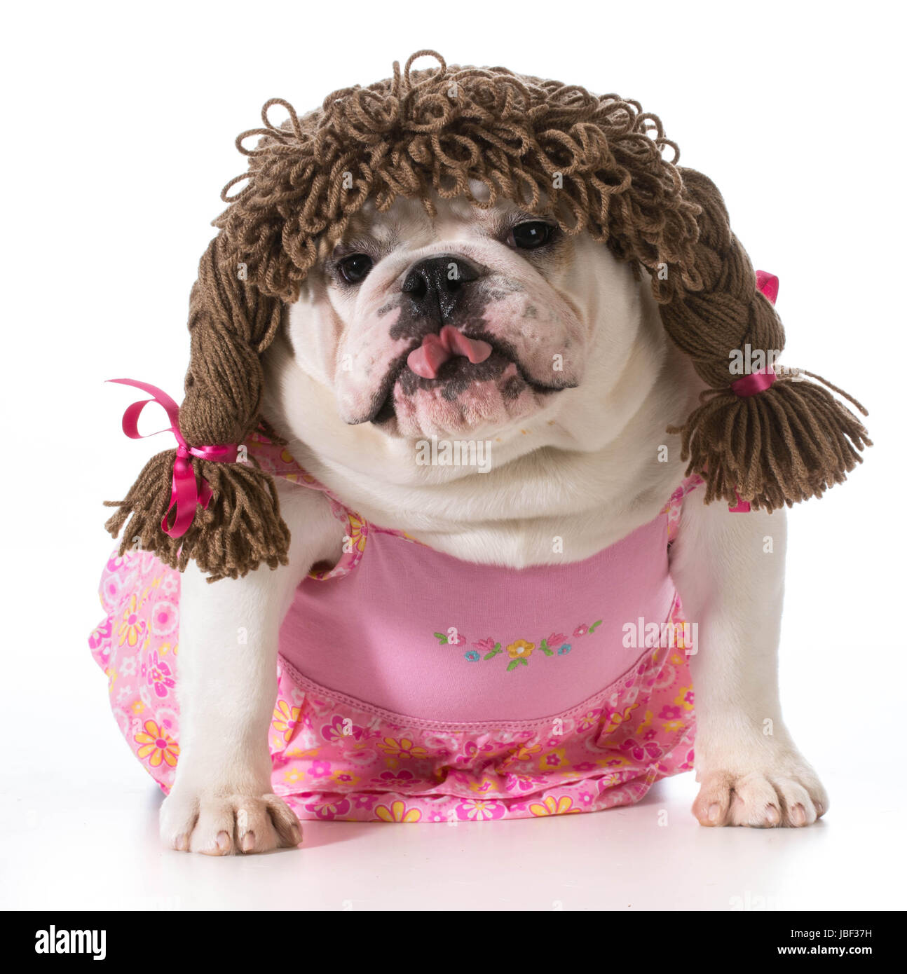 English Bulldogs In Costumes