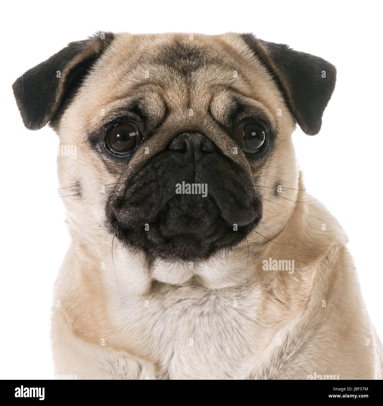 pug head portrait isolated on white background Stock Photo - Alamy