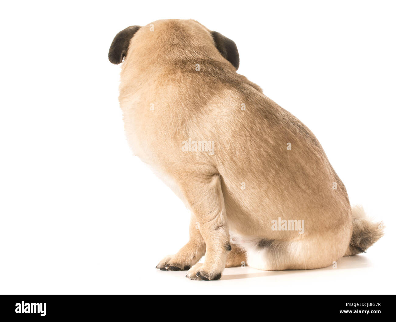 dog ignoring viewer isolated on white background Stock Photo - Alamy