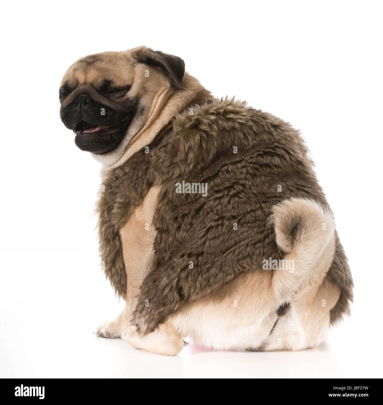 dog laughing - pug wearing fur coat with funny expression isolation on ...