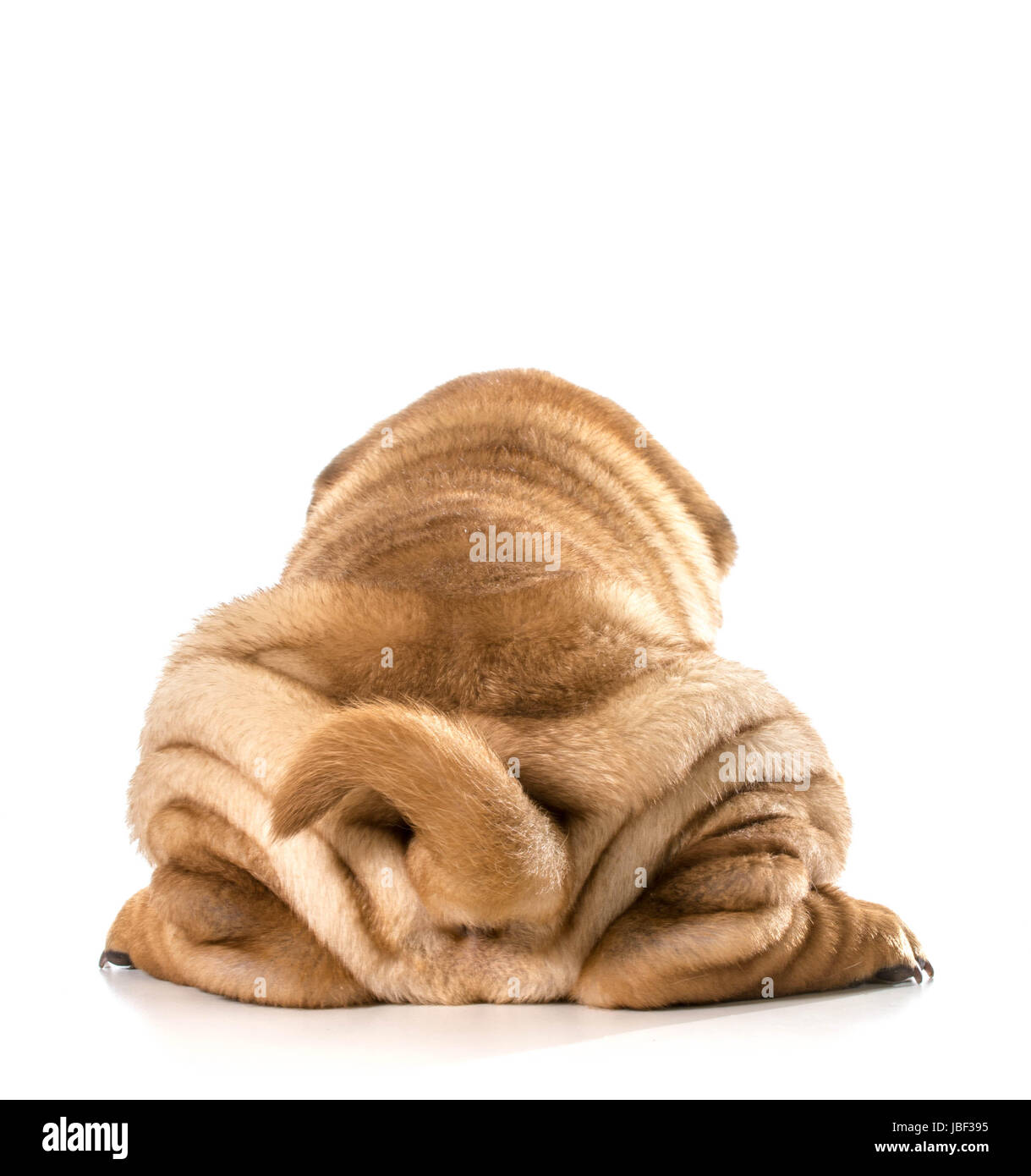 dog bum - chinese shar pei laying down isolated on white background ...