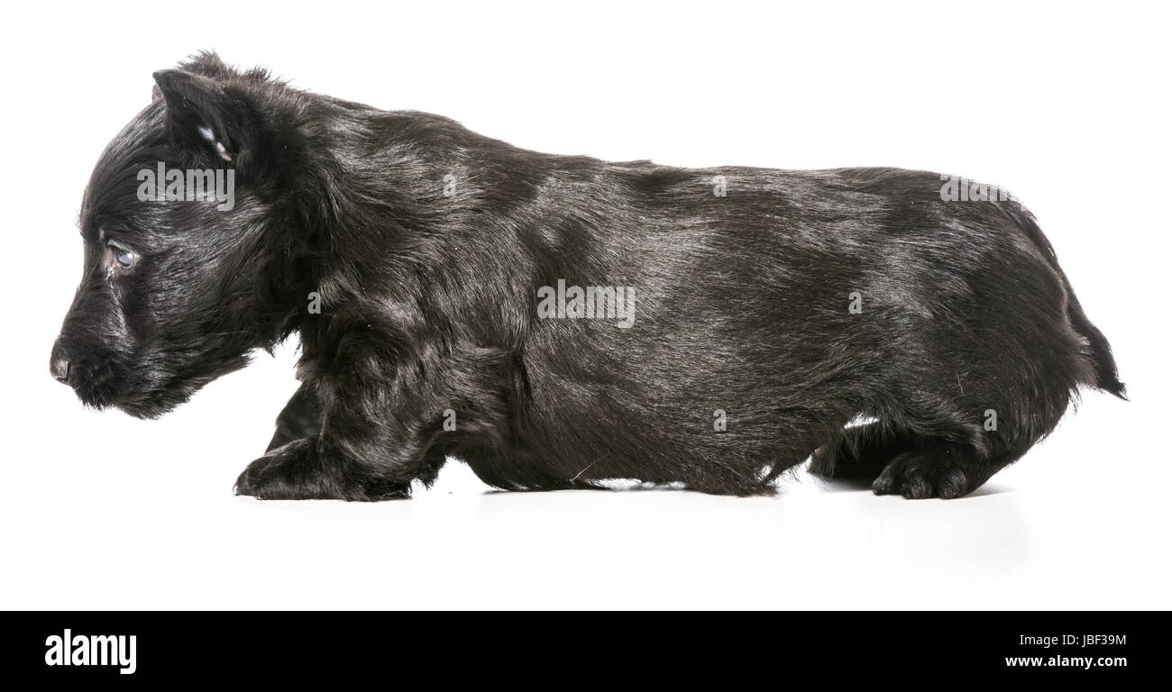 scottish terrier puppy isolated on white background Stock Photo - Alamy