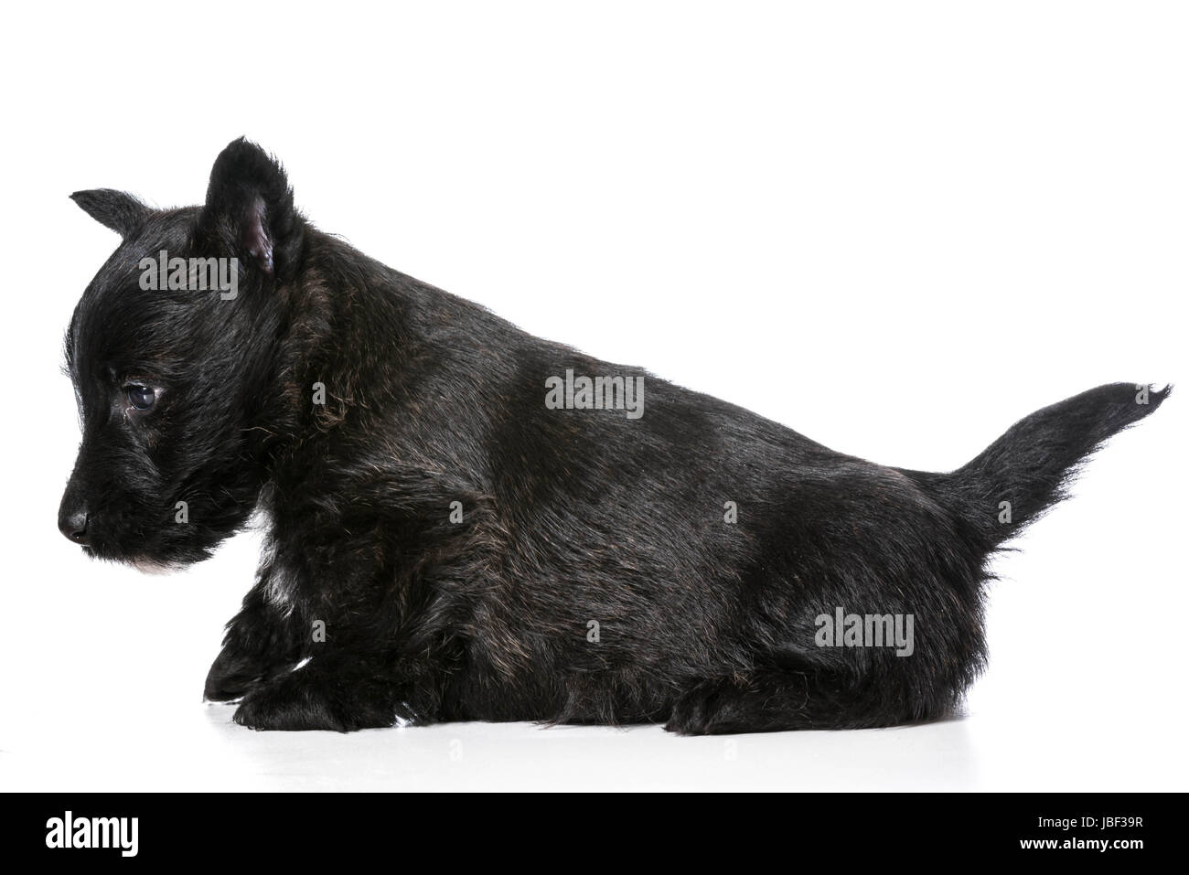 scottish terrier puppy isolated on white background Stock Photo - Alamy