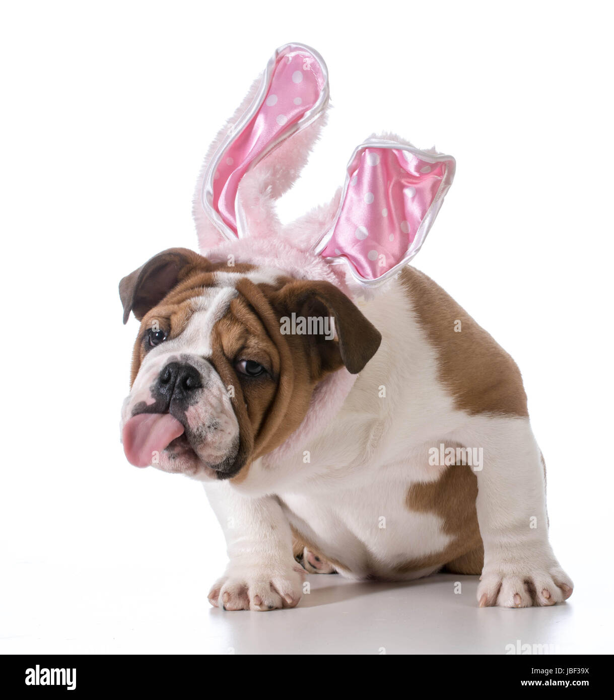 english bulldog wearing bunny ears Stock Photo - Alamy