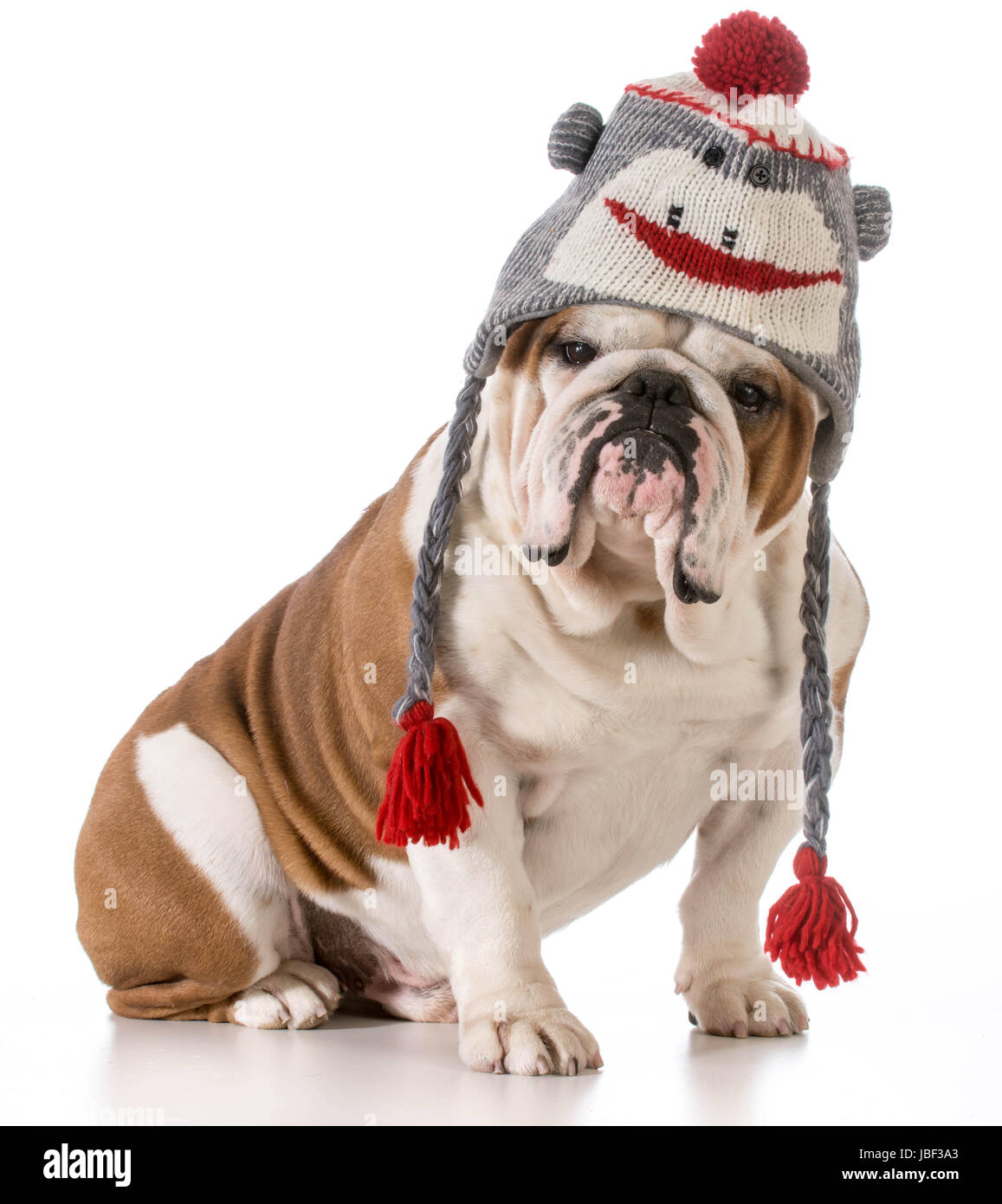 dog wearing winter hat Stock Photo - Alamy