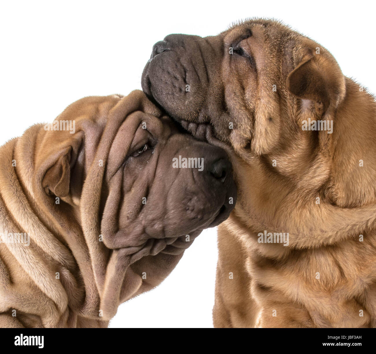 Shar pei dog love hi-res stock photography and images - Alamy