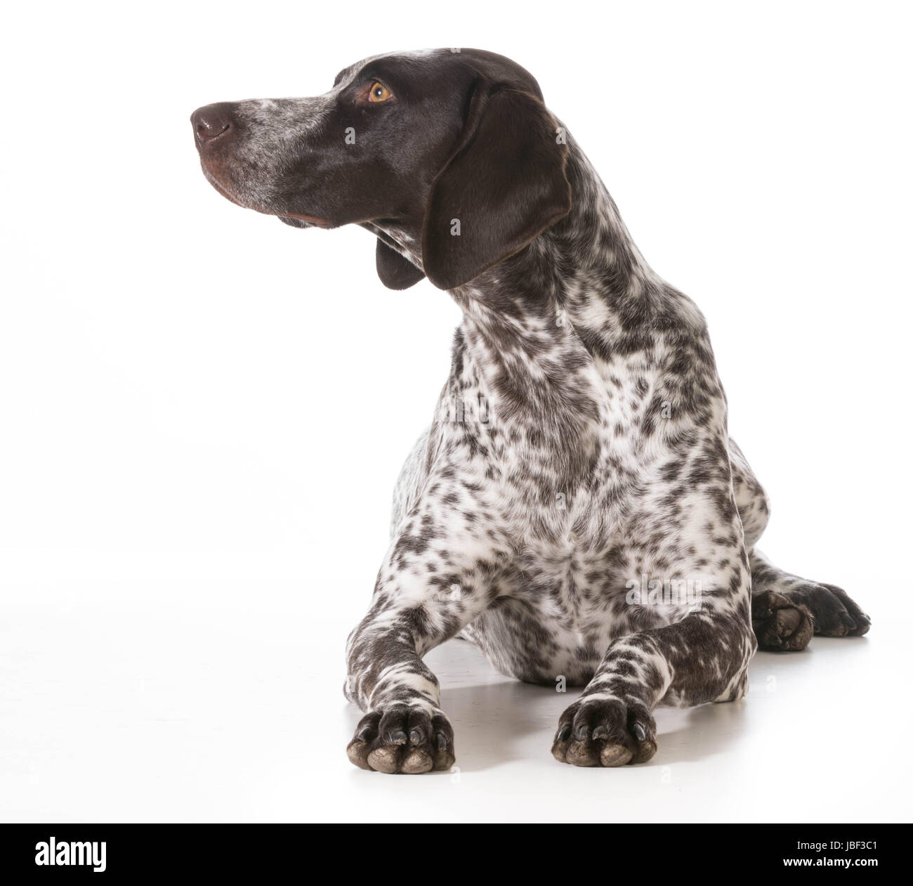 german shorthaired pointer female laying down isolated on white ...