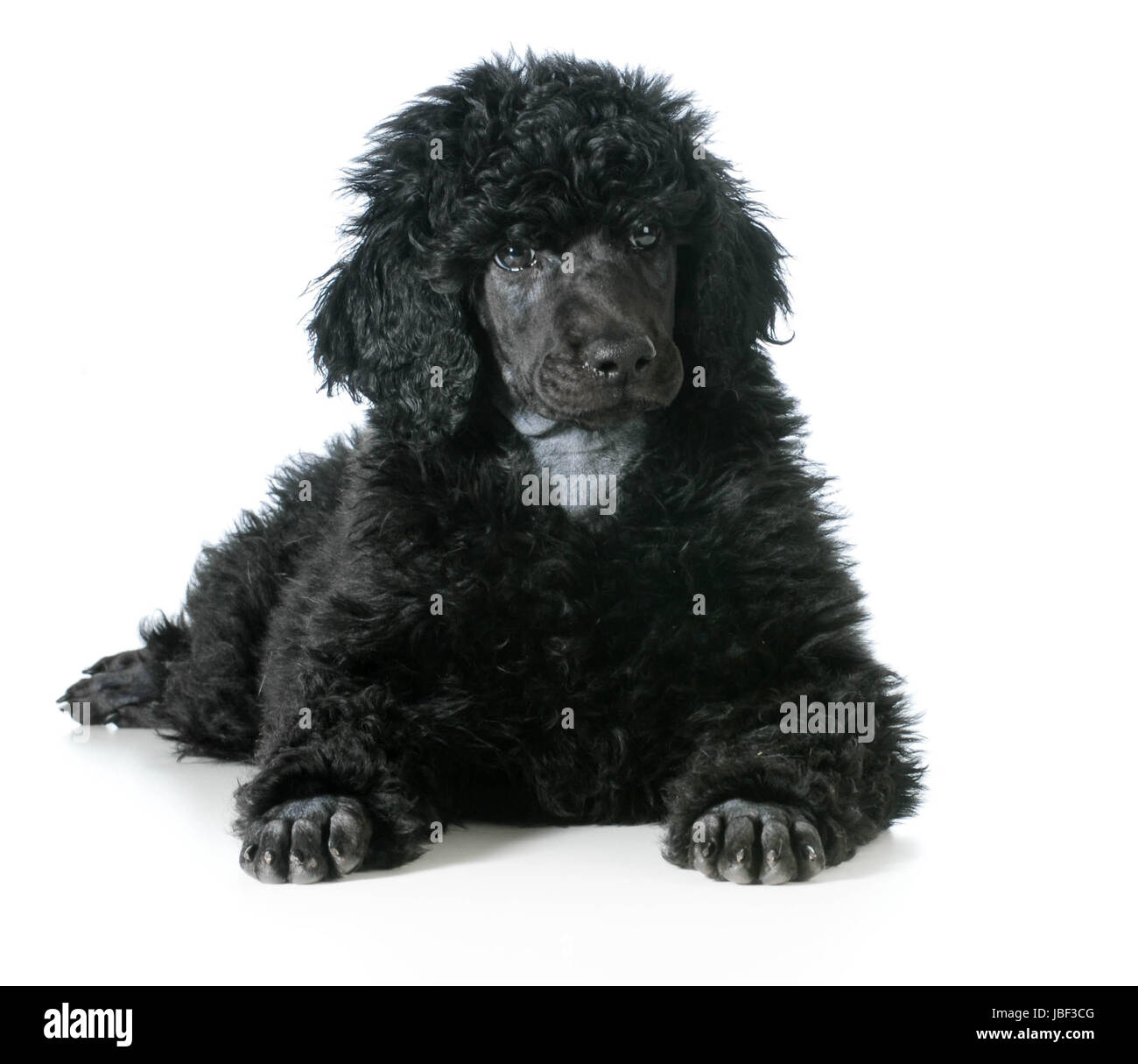 standard poodle puppy laying down isolated on white background Stock ...