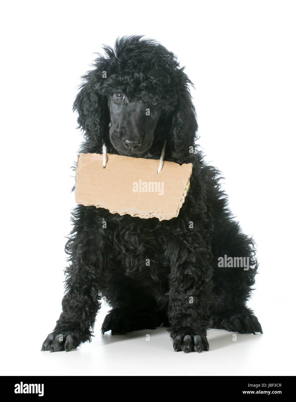 dog with a message - standard poodle wearing cardboard sign around neck ...