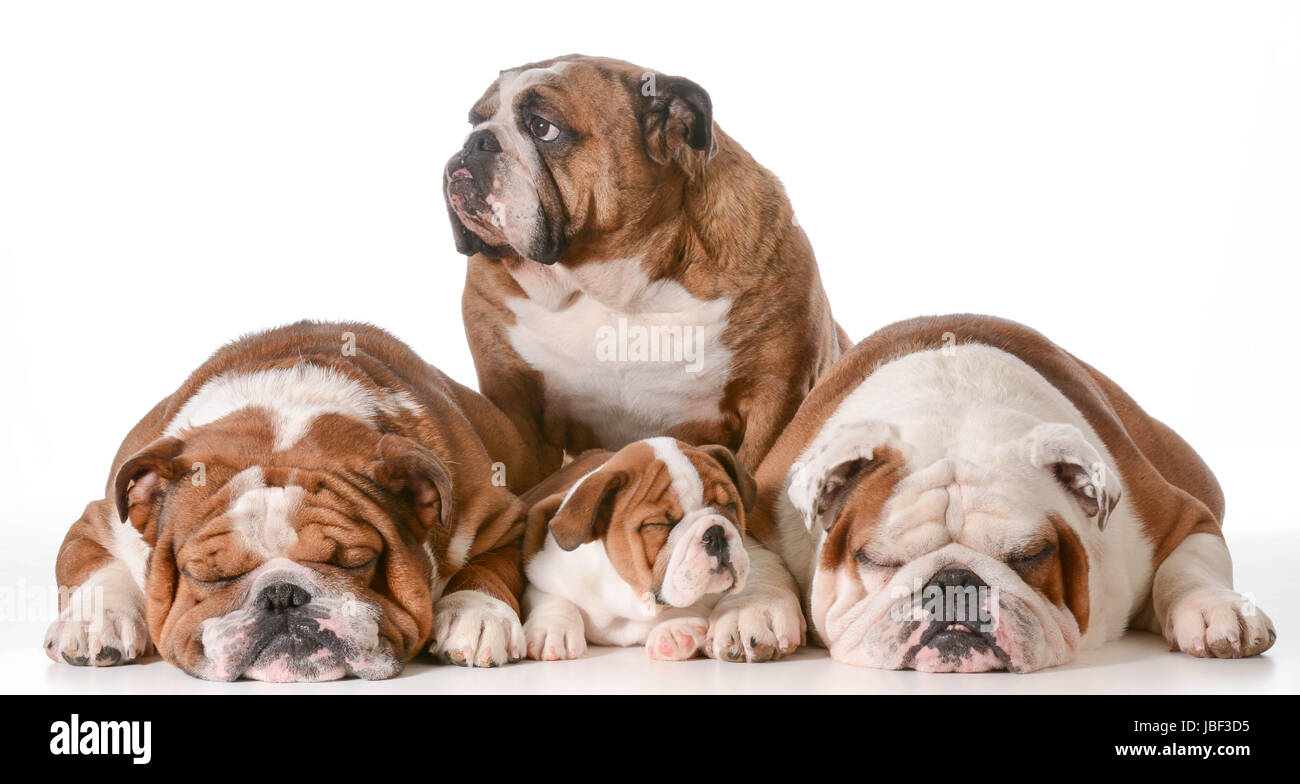 bulldog family - four generations - Great Grandmother in back, father ...